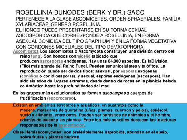 (PPT) Rosellinia bunodes Berk y Br