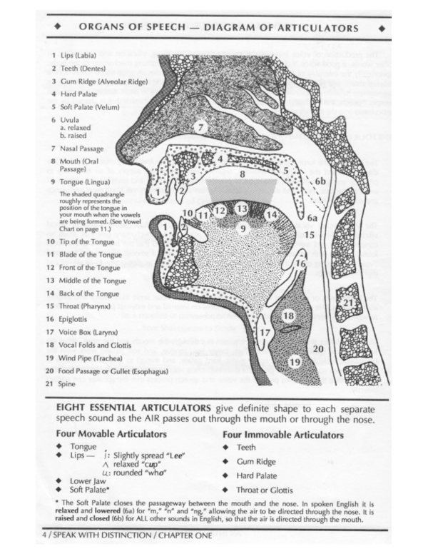 (PDF) Articulatory Phonetics
