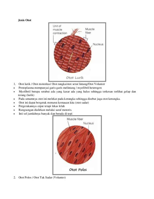 (DOC) Jenis-jenis otot