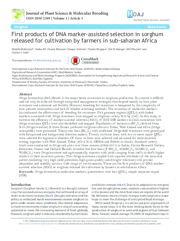 First products of DNA marker-assisted selection in sorghum released for ...