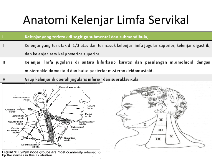 (PPT) Anatomi Kelenjar Limfa Servikal