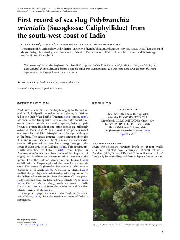 (PDF) First record of sea slug Polybranchia orientalis (Sacoglossa ...