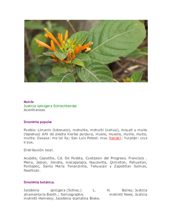 (DOC) Muicle Justicia spicigera Schlechtendal Acanthaceae