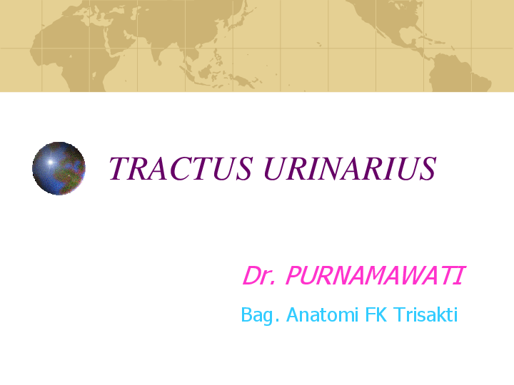 (PPT) ANATOMI TRAKTUS URINARIUS