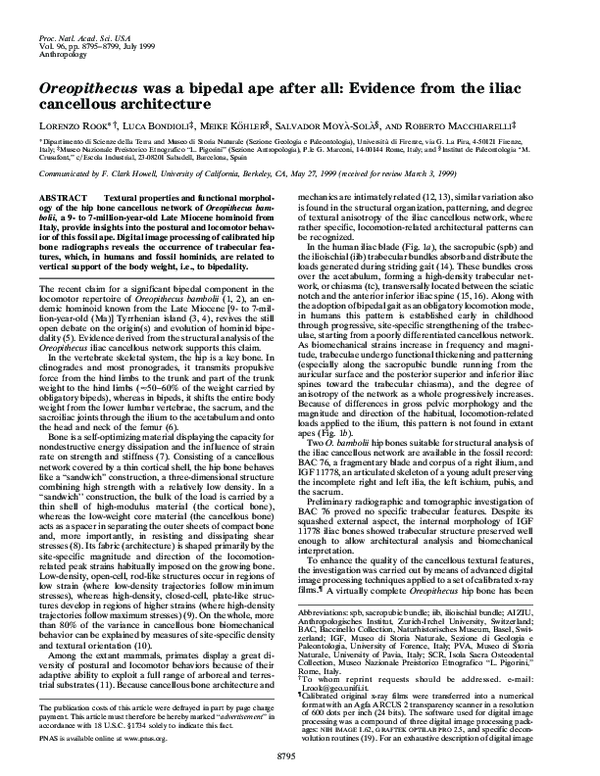 (PDF) Oreopithecus was a bipedal ape after all: evidence from the iliac ...