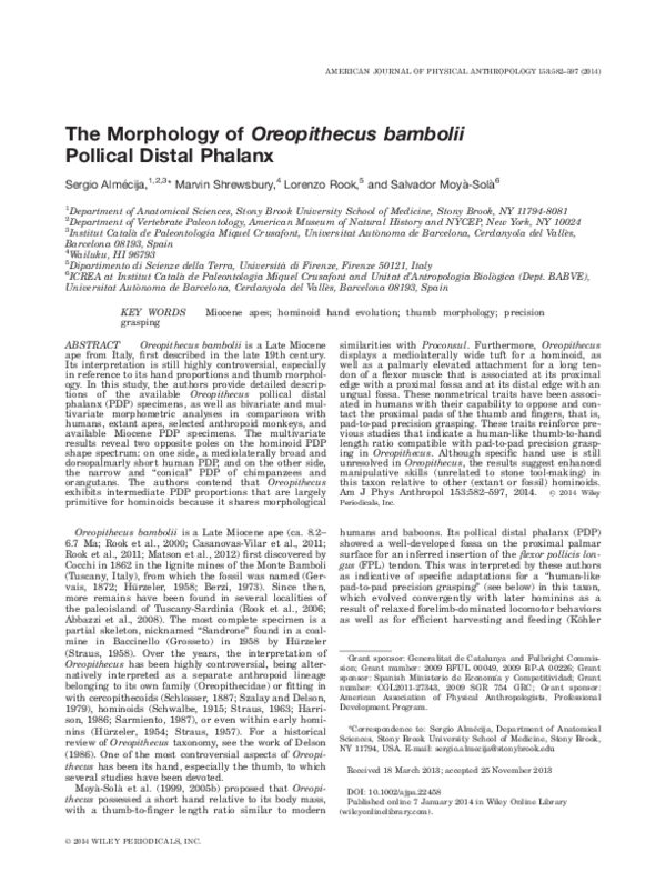 (PDF) The Morphology of Oreopithecus bambolii Pollical Distal Phalanx