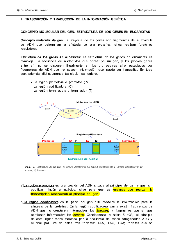 (PDF) 4) TRASCRIPCIÓN Y TRADUCCIÓN DE LA INFORMACIÓN GENÉTI CA CONCEPTO MOLECULAR DEL GEN ...