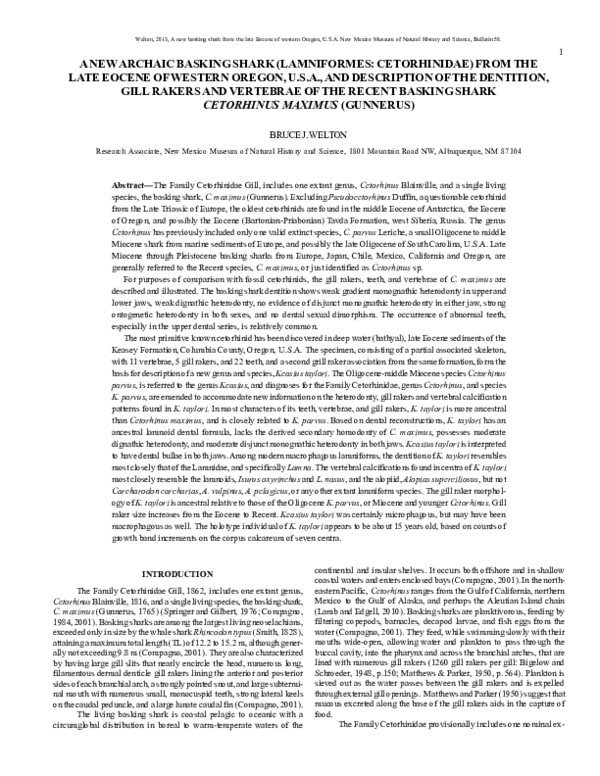 (PDF) A NEW ARCHAIC BASKING SHARK (LAMNIFORMES: CETORHINIDAE) FROM THE ...