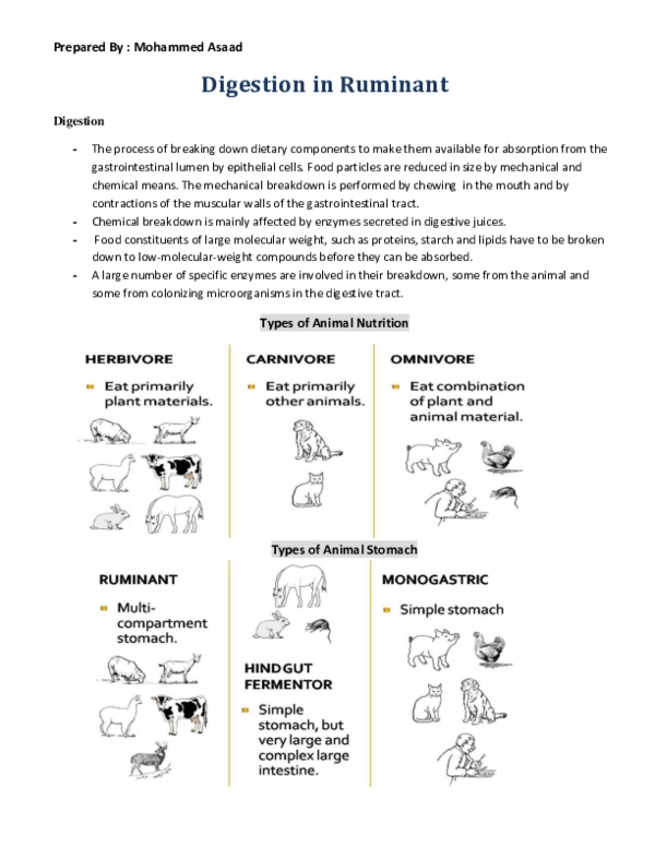 (DOC) Digestion in Ruminant