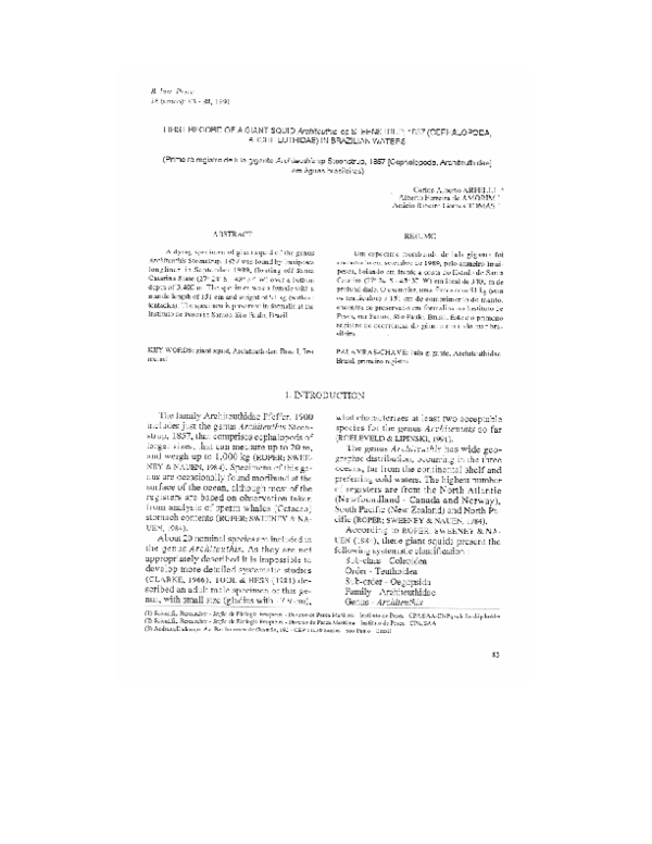 (PDF) First record of a giant squid Architeuthis sp Steenstrup, 1857 ...