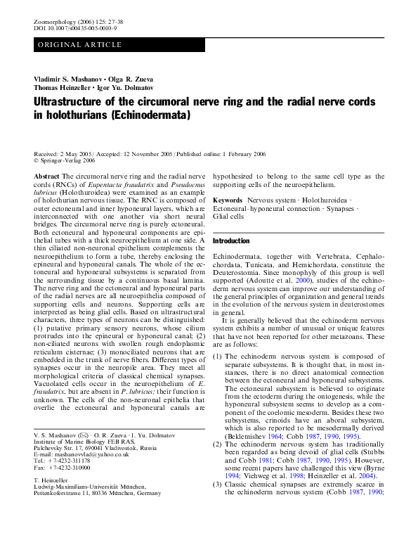 (PDF) Ultrastructure of the circumoral nerve ring and the radial nerve ...
