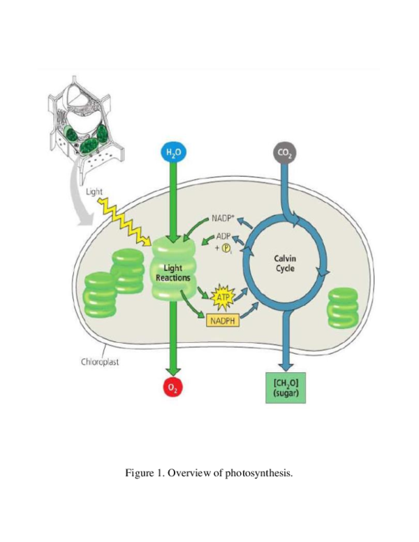 (DOC) The Effects of Photosynthesis, Respiration and Transpiration on ...