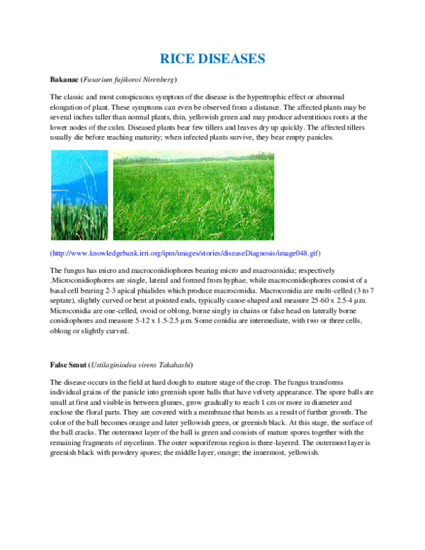 (DOC) Crop Pests That Cause Rice Diseases