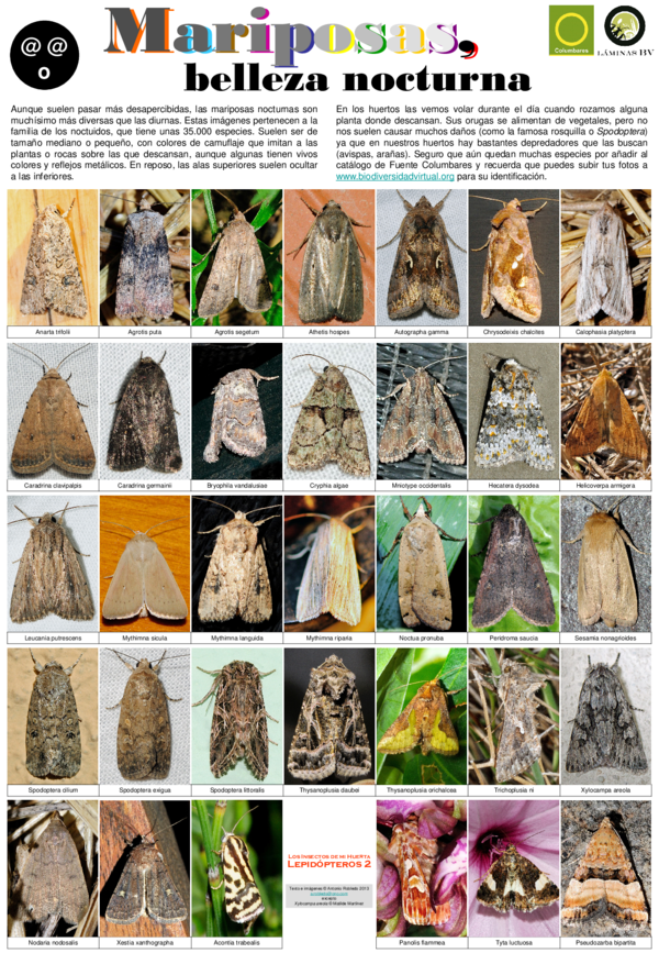 (PDF) Insects in my orchard: Lepidoptera-Noctuidae