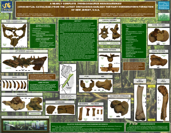 (PDF) POSTER PRESENTATION: A NEARLY COMPLETE THORACOSAURUS ...