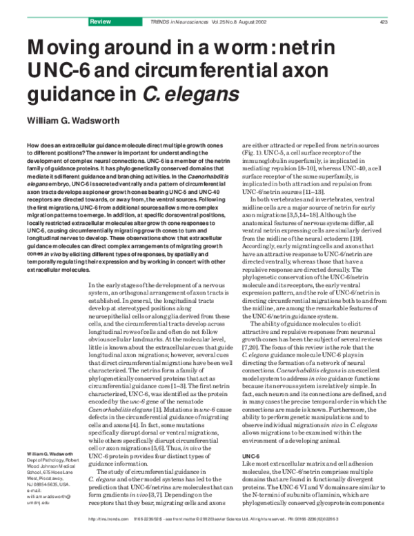 (PDF) Moving around in a worm: netrin UNC-6 and circumferential axon ...