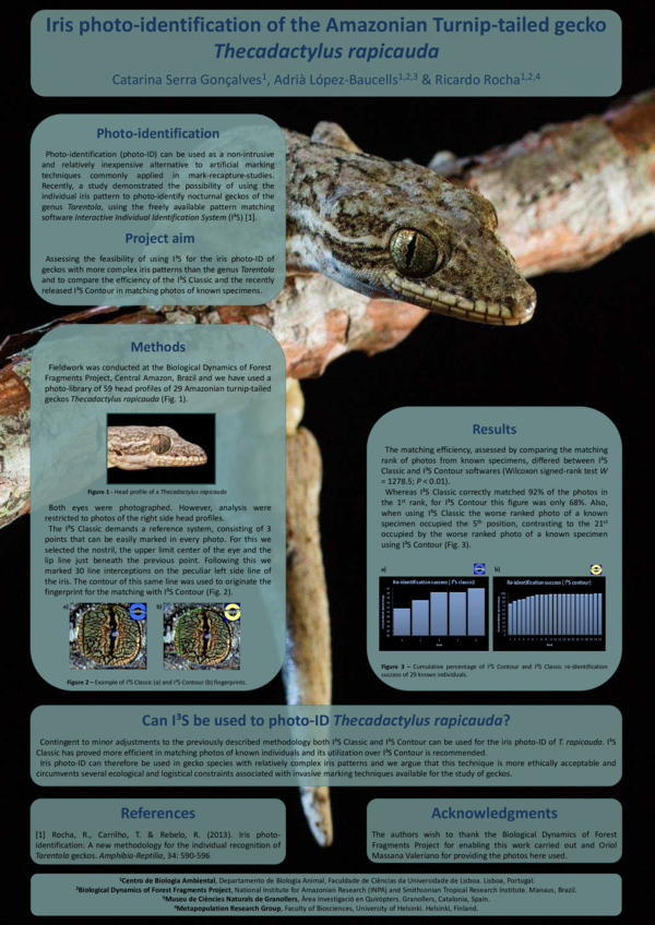 (PDF) Iris photo-identification of the Amazonian Turnip-tailed gecko ...