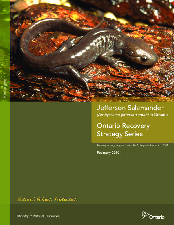 (PDF) Jefferson salamander (Ambystoma jeffersonianum) in Ontario