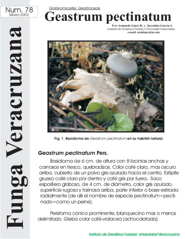 (PDF) Geastrum pectinatum. Gasteromycetes: Geastraceae