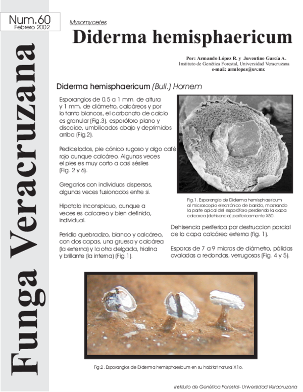 (PDF) Diderma hemisphaericum. Myxomycetes