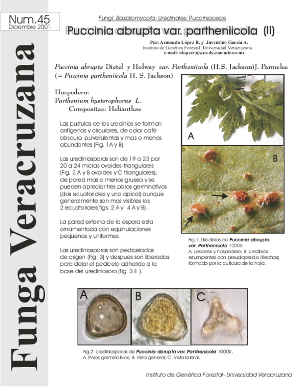 (PDF) Puccinia abrupta var. partheniicola (II). Fungi: Basidiomycota ...