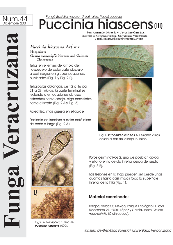 (PDF) Puccinia hiascens (III). Fungi: Basidiomycota: Uredinales ...