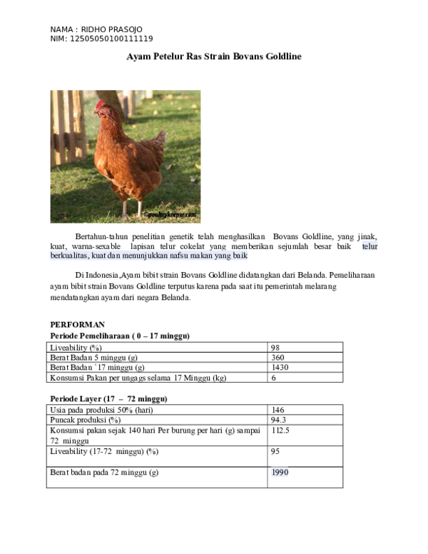 (DOC) ayam petelur strain bovans goldline
