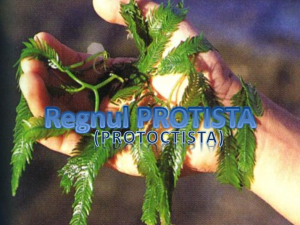 (PPT) Regnul Protista