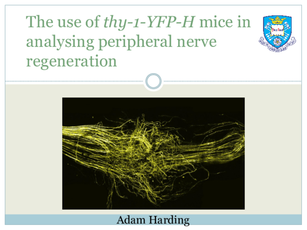 (PPT) The use of thy-1-YFP-H mice in analysing peripheral nerve ...