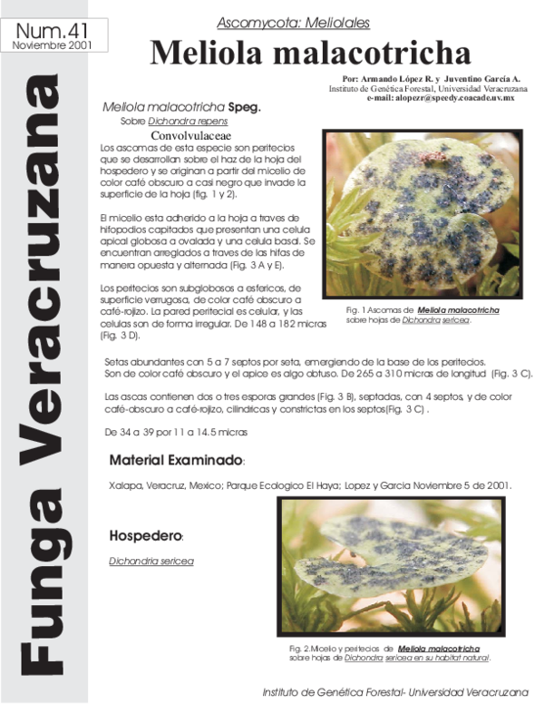 (PDF) Meliola malacotricha. Ascomycota: Meliolales