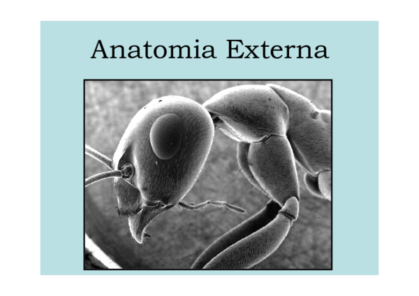 (PDF) Anatomia Externa