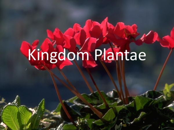 (PPT) Kingdom Plantae