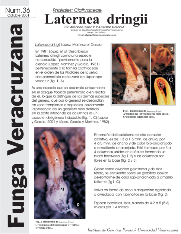 (PDF) Laternea dringii. Phallales: Clathraceae