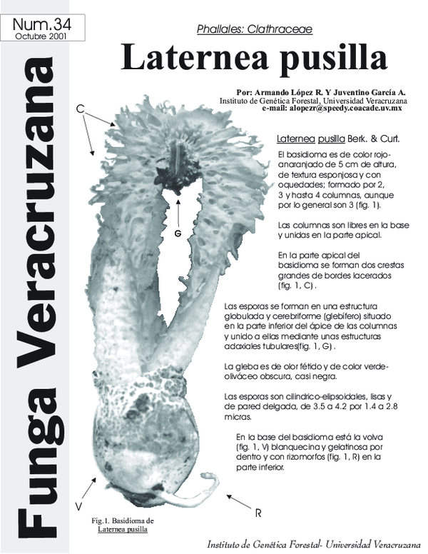(PDF) Laternea pusilla. Phallales: Clathraceae