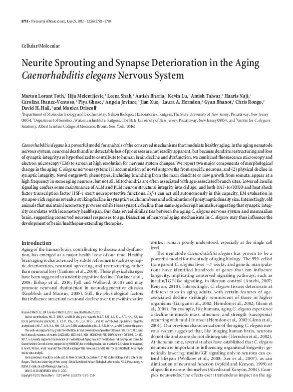 (PDF) Neurite Sprouting and Synapse Deterioration in the Aging ...
