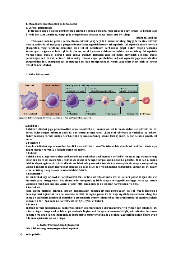 (DOC) Memahami dan Menjelaskan Eritropoesis