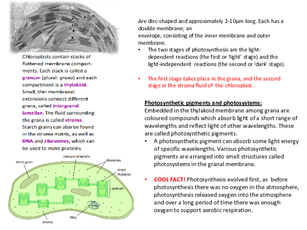(PPT) BIO PHOTOSYNTHESIS
