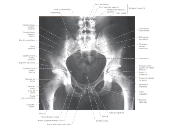 (PPT) ANATOMIA DA PELVE