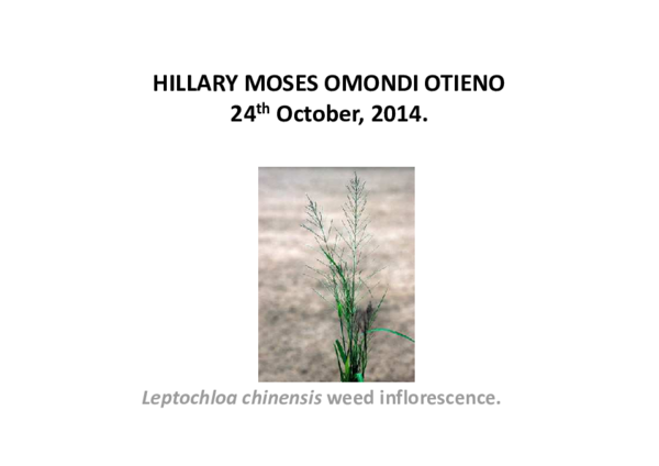 (PDF) EFFECT OF RED SPRANGLETOP WEED (Leptochloa Chinensis) ON RICE ...
