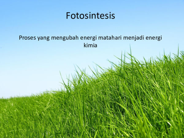 (PPT) Fotosintesis