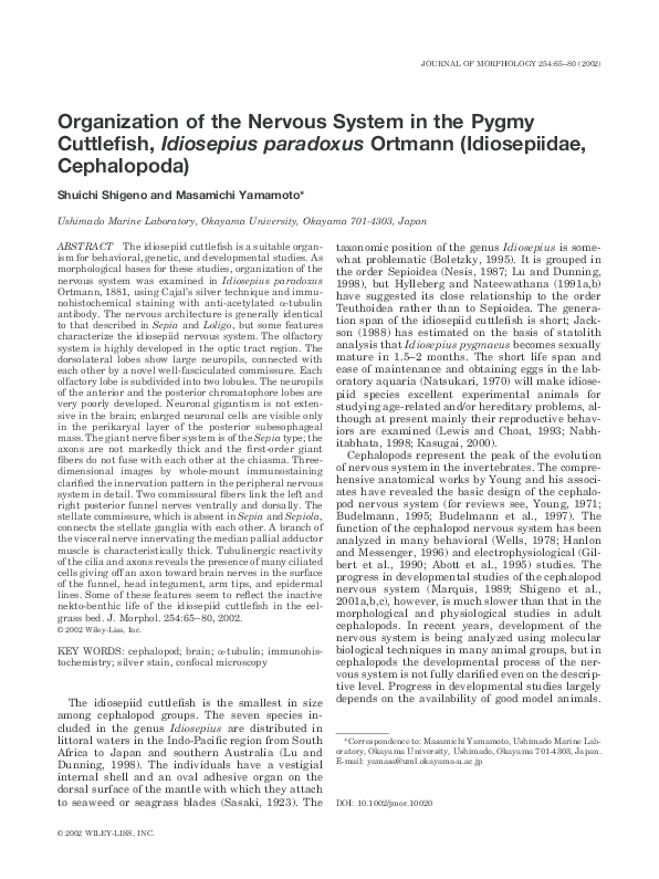 (PDF) Organization of the nervous system in the pygmy cuttlefish ...