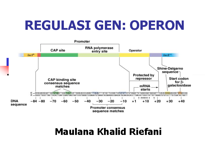 (PPT) Regulasi gen operon