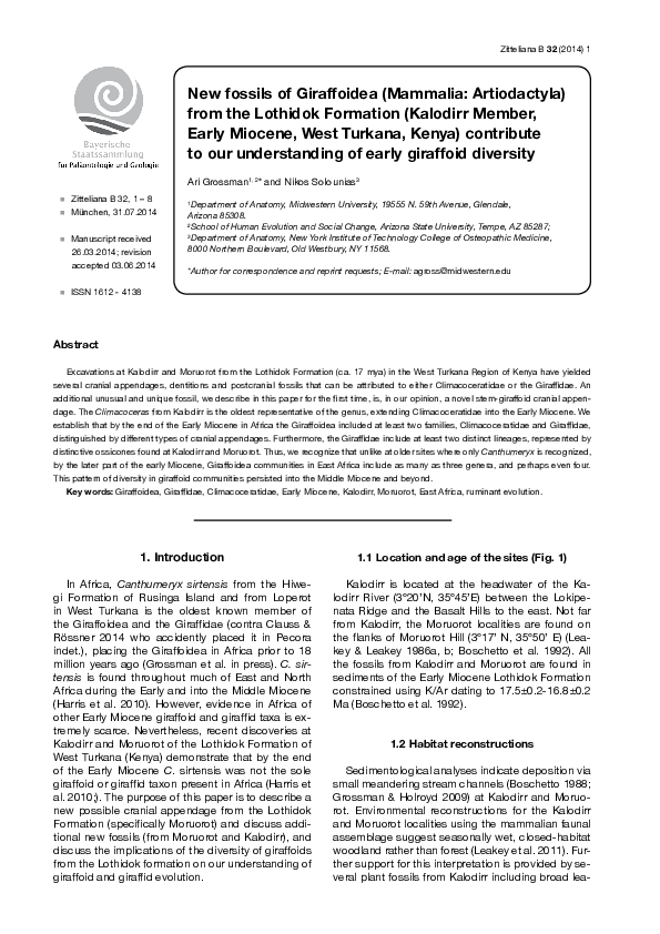 (PDF) New fossils of Giraffoidea (Mammalia: Artiodactyla) from the ...