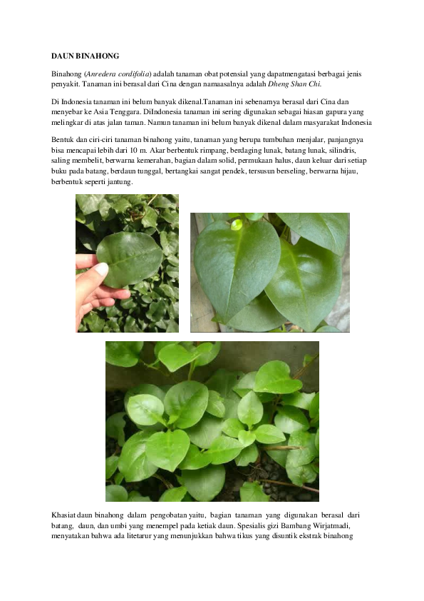 (DOC) DAUN BINAHONG