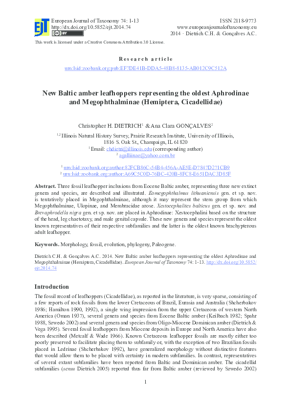 (PDF) Fossil flies in Baltic amber – insights in the diversity of ...