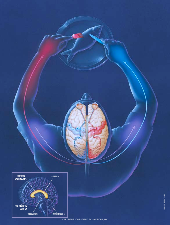 (PDF) The split brain revisited