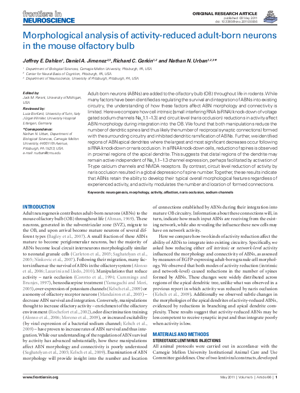 (PDF) Morphological analysis of activity-reduced adult-born neurons in ...