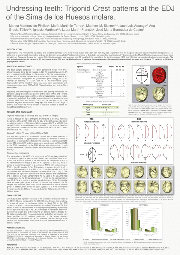 (PDF) Undressing teeth: Trigonid crest patterns at the enamel dentine ...