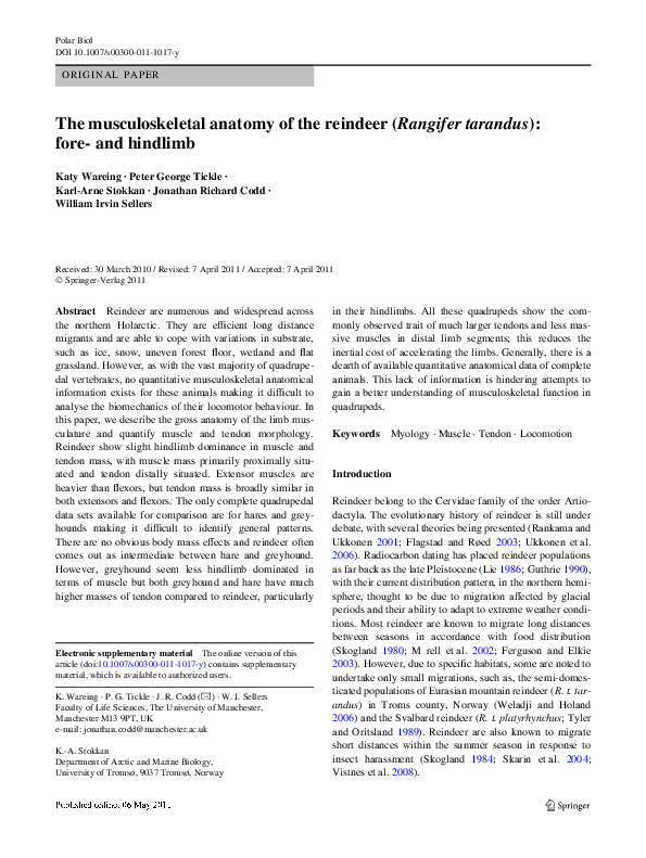 (PDF) The musculoskeletal anatomy of the reindeer (Rangifer tarandus ...