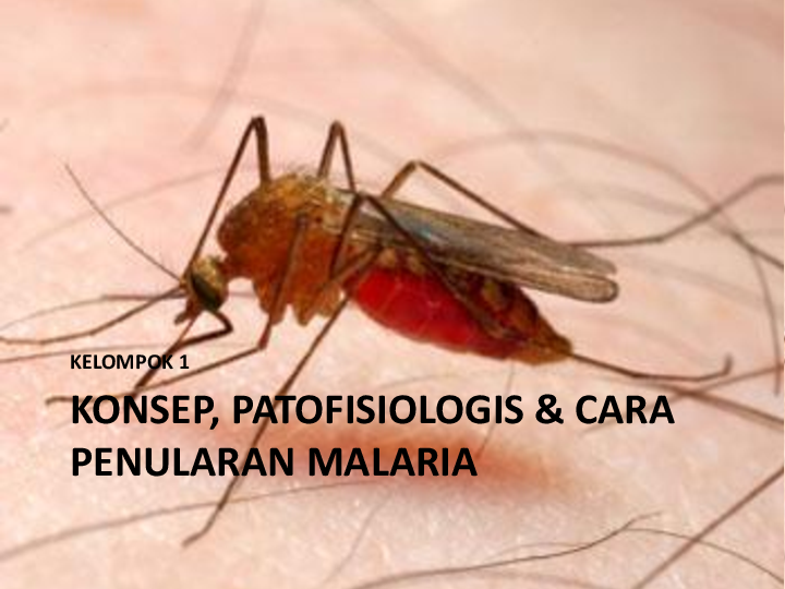 Konsep, Patofisiologis & Cara Penularan Malaria